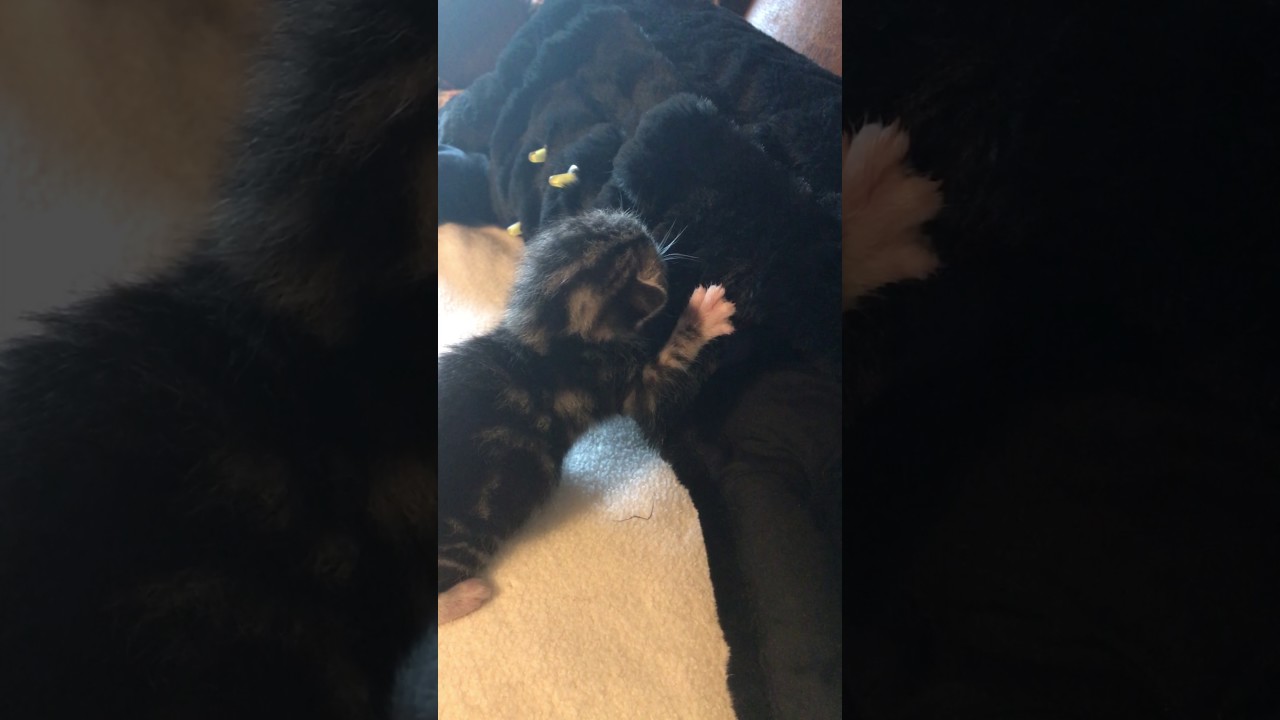 How the Surro-Kitty® Works - YouTube