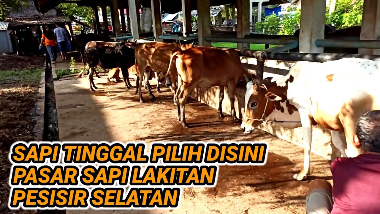 PASAR SAPI LAKITAN PESISIR SELATAN SUMATERA BARAT - YouTube