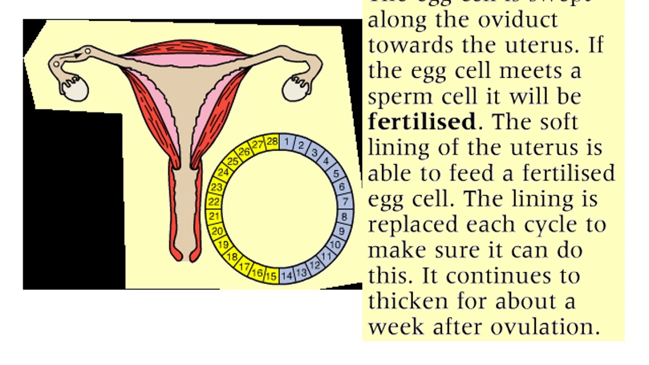 Knole Academy | Science | SE Lesson 2 Year 7 | Week 11 | Menstrual ...
