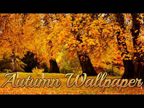 Best Nature whatsapp status full screen| | Free stock videos| (Autumn)| Copyright free videos wallet