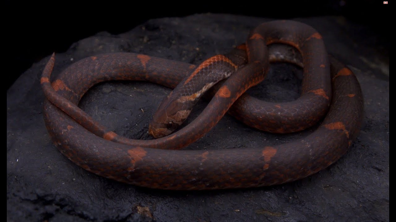 Barred Kukri Snake (adult): Singapore Snakes - YouTube