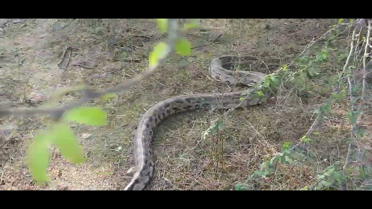 big python rescued - YouTube