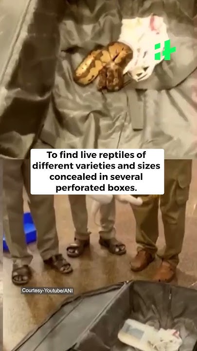 47 Snakes And 2 Lizards Seized At Tamil Nadu Airport, Passenger ...