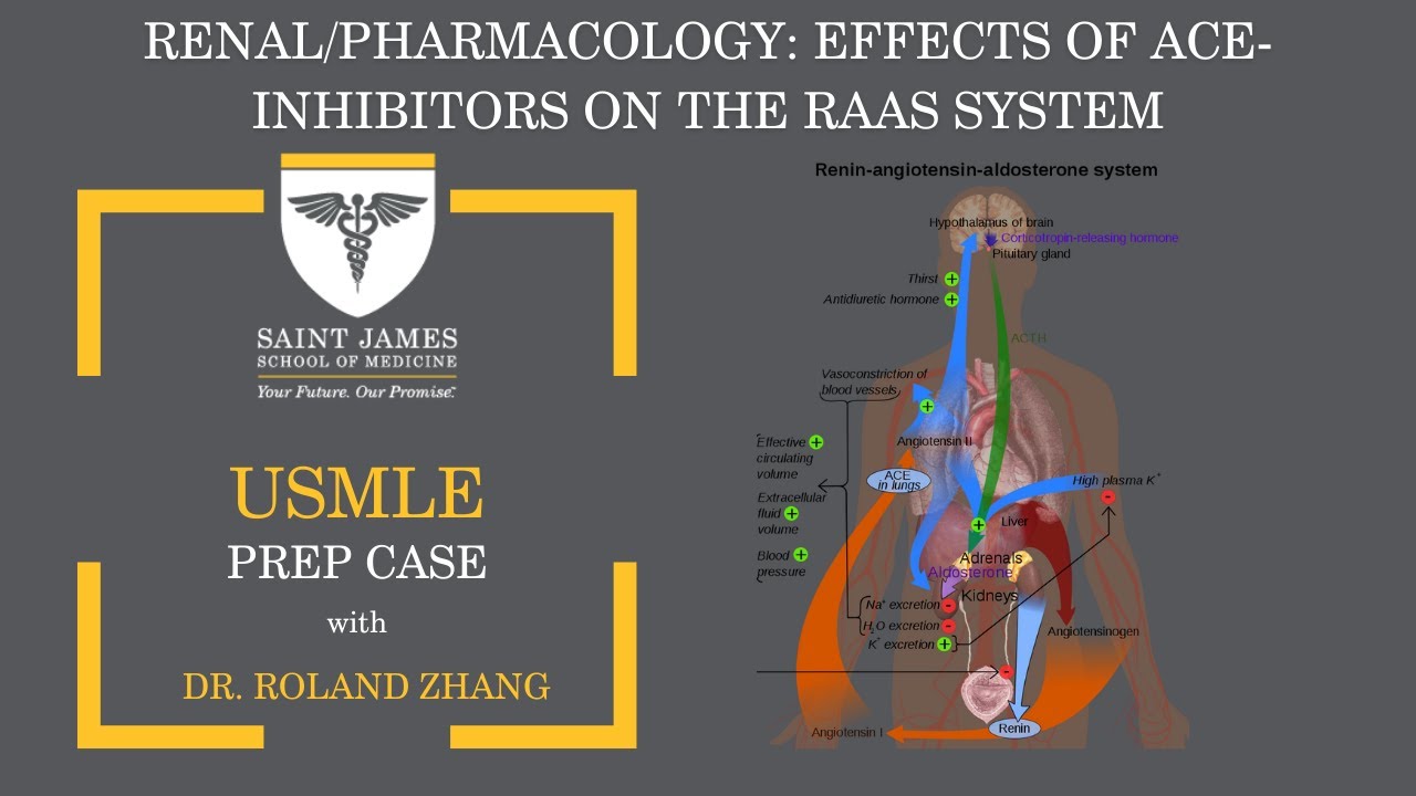 Renal/Pharmacology: Effects of ACE-inhibitors on the RAAS system - YouTube