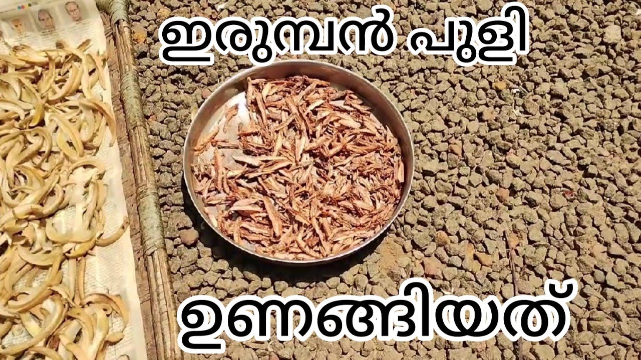 Dried Bilimbi || Dried Irumban puli - YouTube
