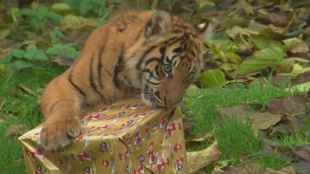 Tiger cubs open Christmas presents at London Zoo - YouTube