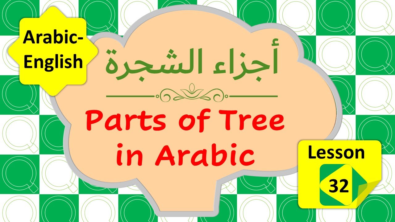 Learn Arabic Names of Tree Parts - YouTube