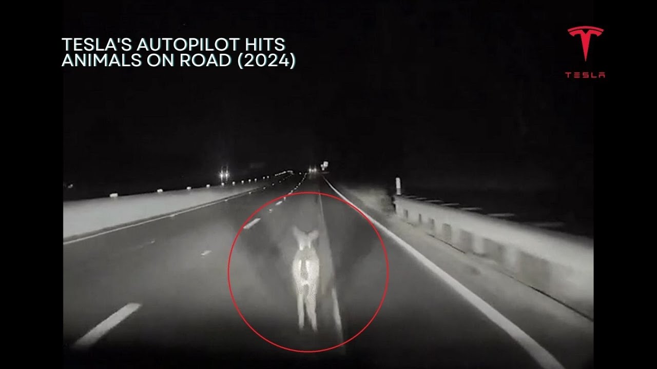 Tesla's Autopilot Hits Animals on Road (2024) - YouTube