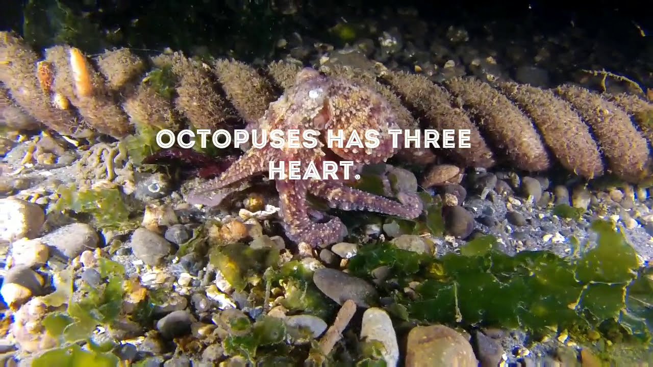 10 Zoology Facts YouTube 10-zoology-facts-youtube