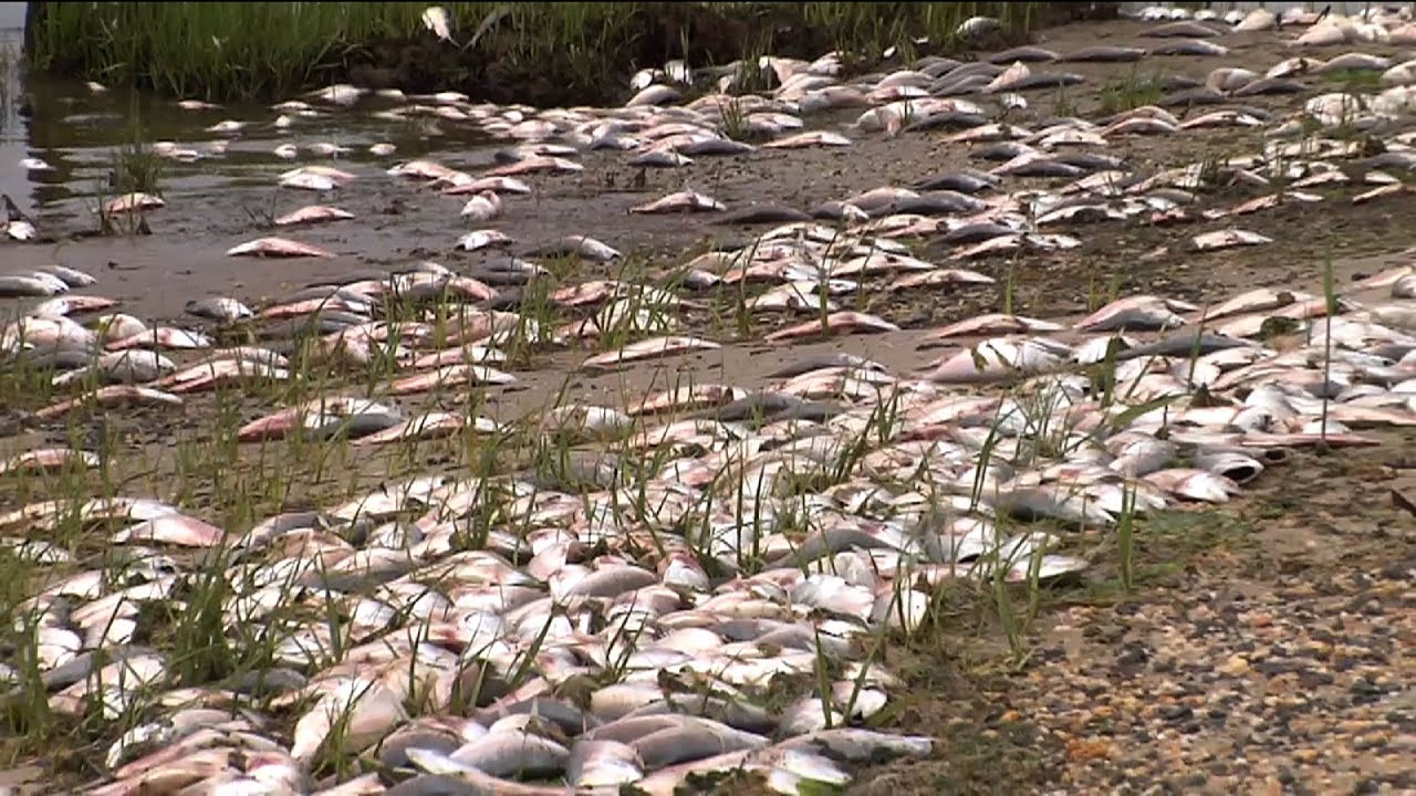 Tons of Dead Fish Line Shark River Shores - YouTube