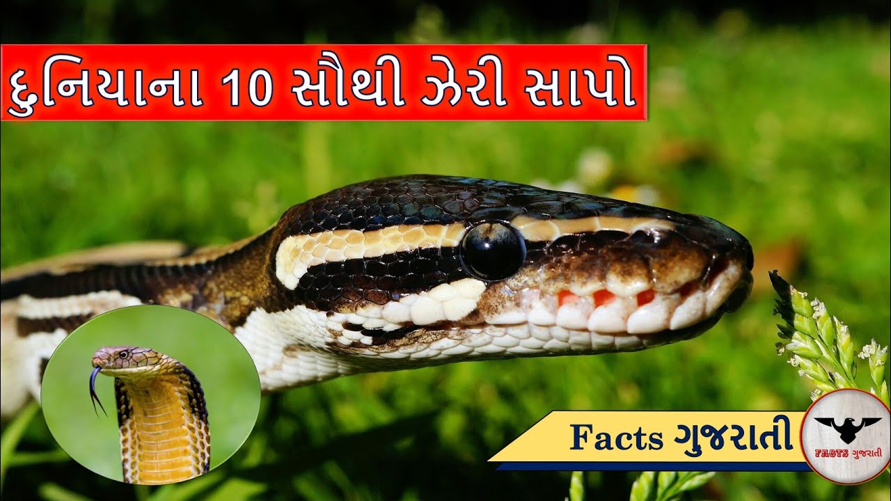world's Top 10 poisonous snake in Gujarati | દુનિયાના 10 સૌથી ઝેરી સાપો ...