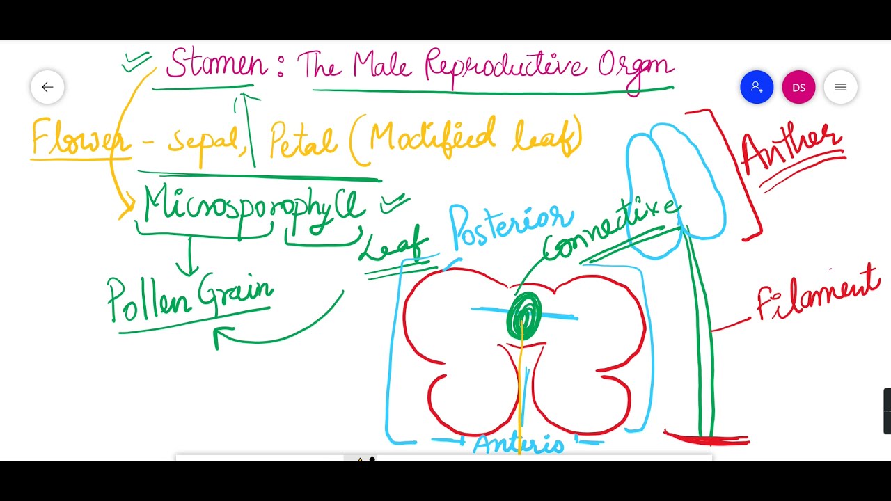 Stamen - Male Reproductive organ of a flower #microsporophyll ...