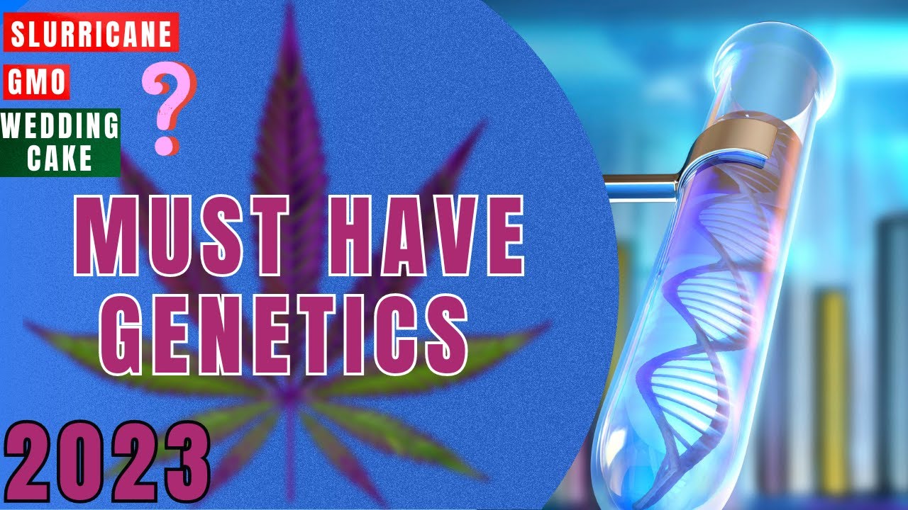 YOU NEED THESE GENETICS!!! - YouTube