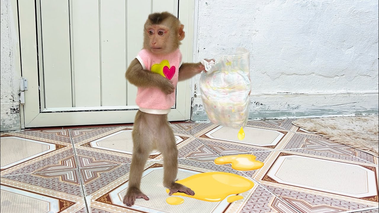 Monkey Tina pooped, took off her diaper and ran to find her mother for ...