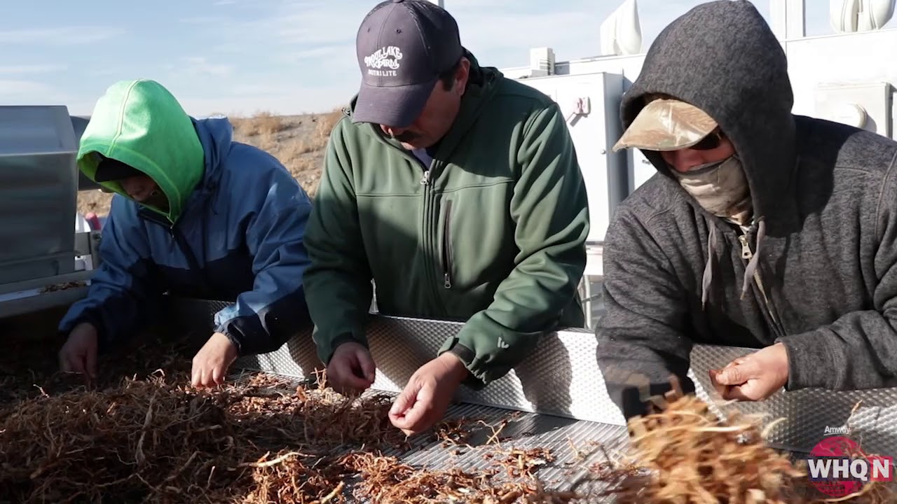 Goji Root Harvesting at Amway's Trout Lake Farm | WHQ News - YouTube