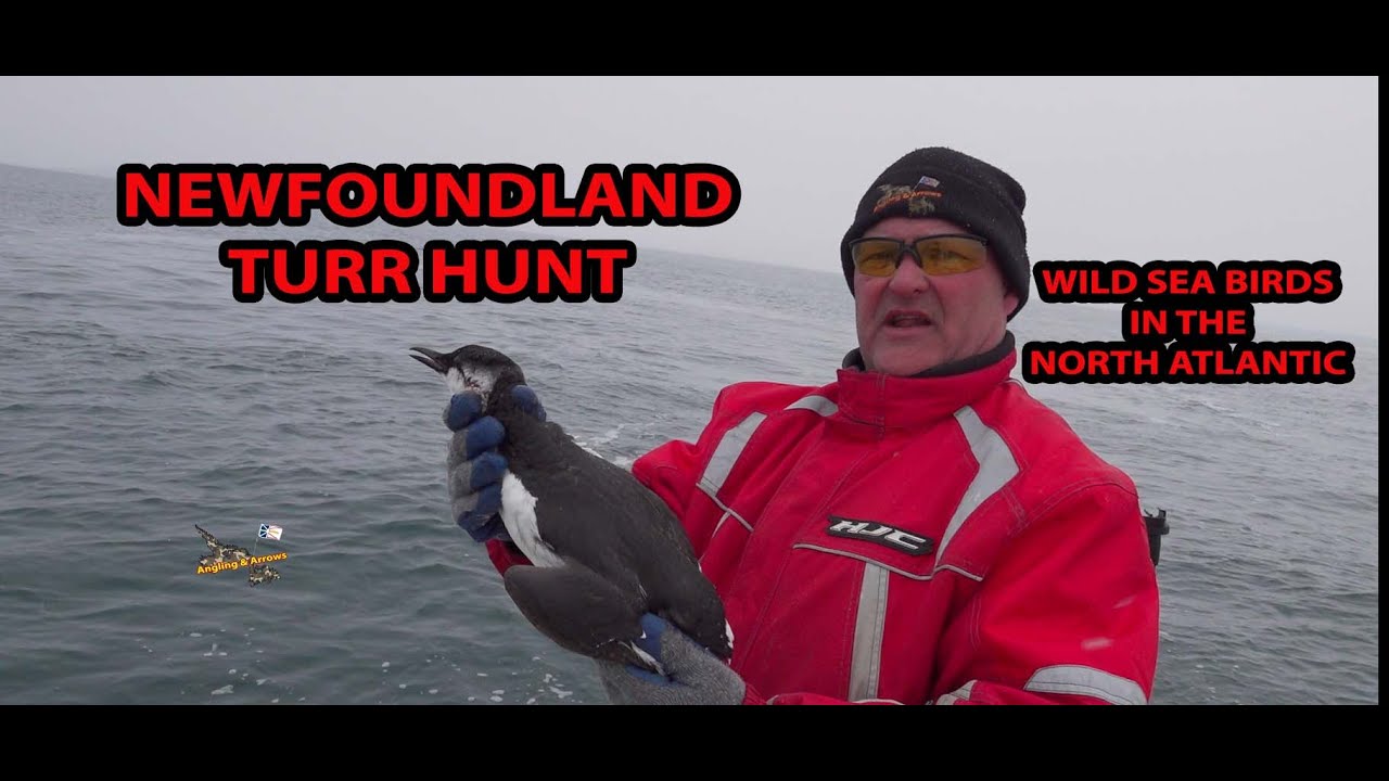 TURR HUNTING ON THE NORTH ATLANTIC OCEAN, NEWFOUNDLAND LABRADOR - YouTube