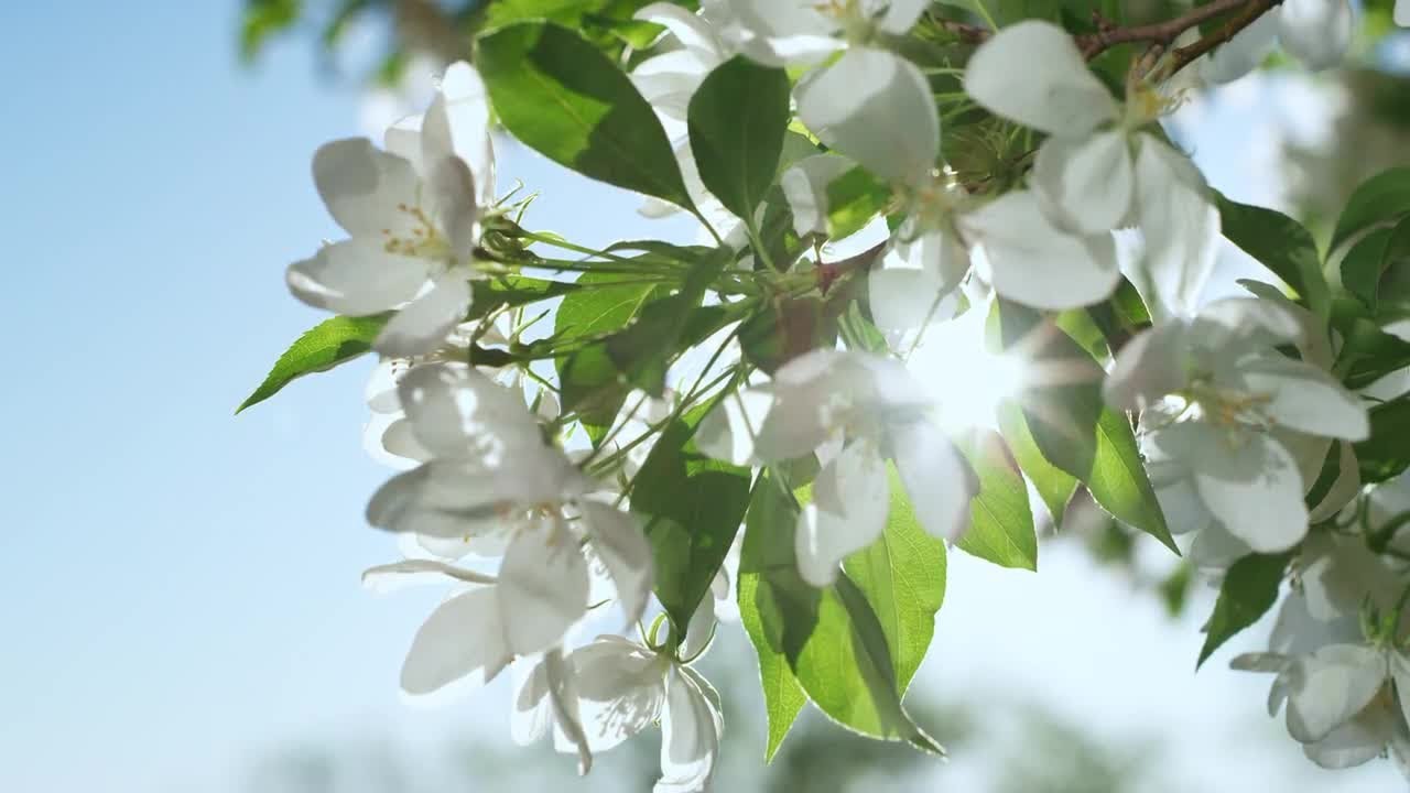 Spring Forest Facebook Covers