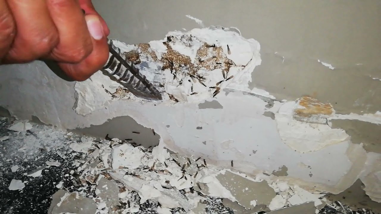 Termita subterránea sobre las paredes - YouTube
