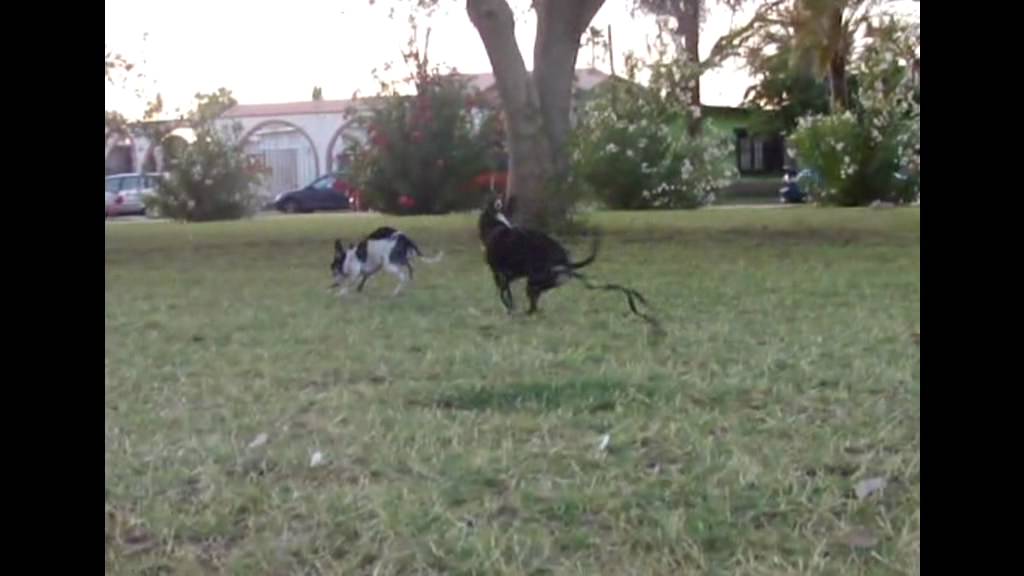 Choque de perros - YouTube