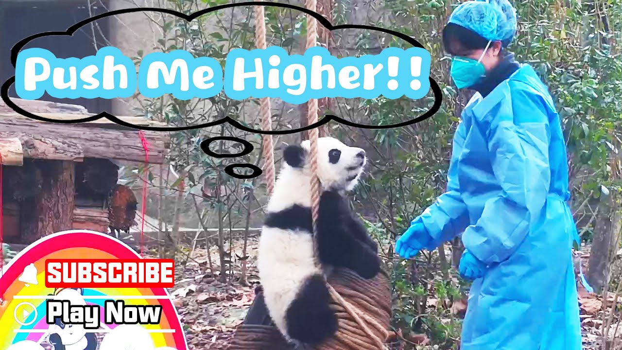 Pandas Never Tire Of Swing, Especially When Accompanied By Nanny ...