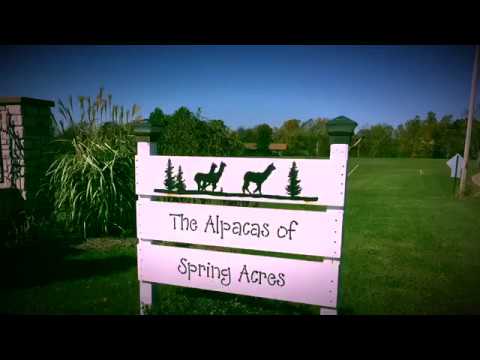 A Drone Visits the alpaca farm - YouTube