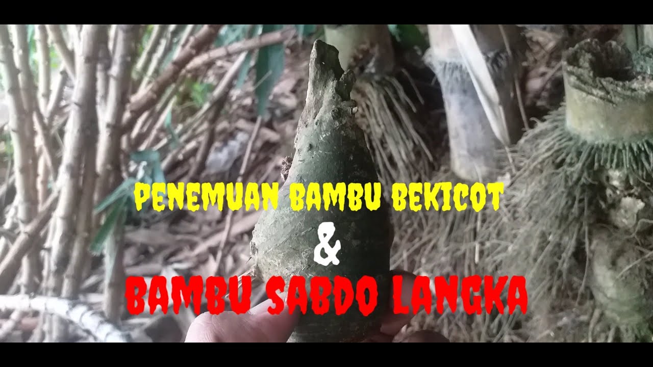 penemuan bambu terunik, terlangka n bambu sabdo palon. - YouTube