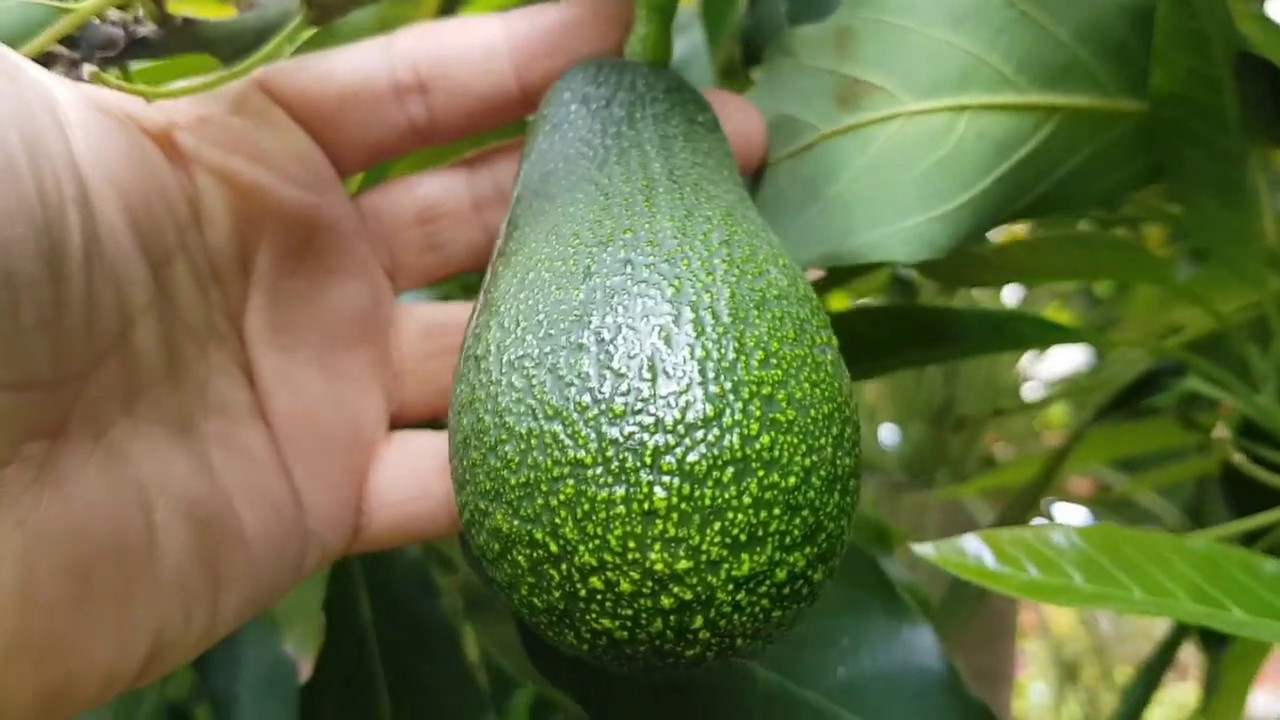 My Most Important TIP For AVOCADO - Update Tour - YouTube