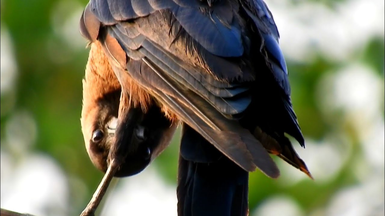 Beautiful Crow voice Bird | Crow New Video 2022 - YouTube