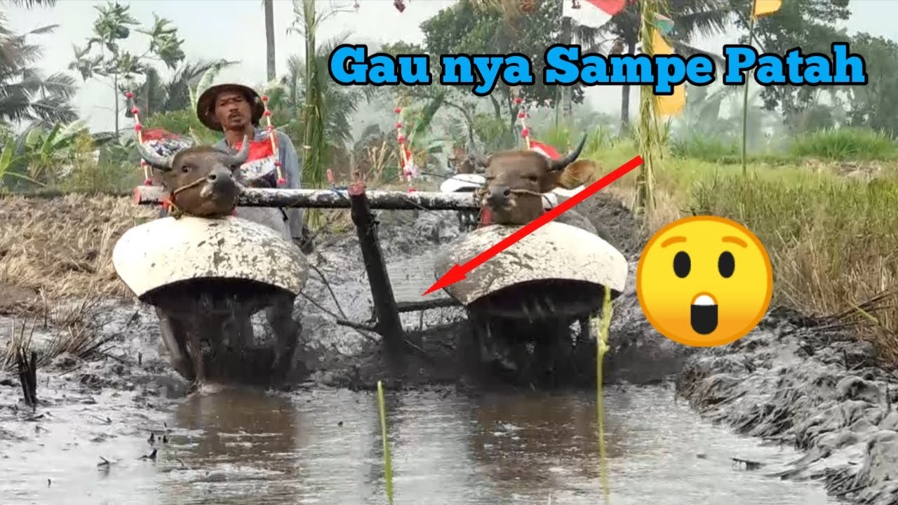 Karapan Sapi Lombok, Malean Sampi Peresak - YouTube