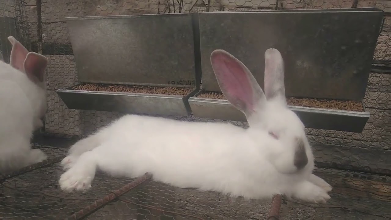 El Conejo californiano cosas que deberás saber acerca de esta raza ...