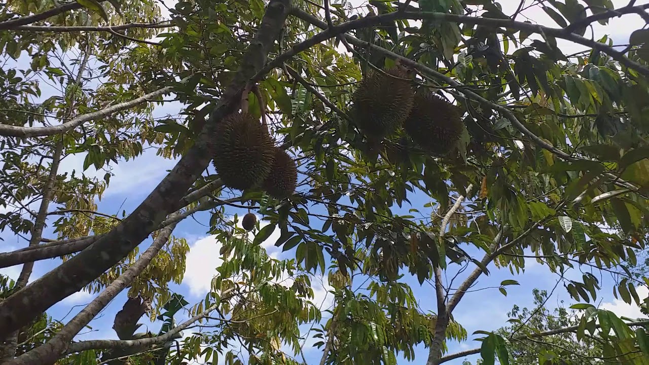 Special Hybrid Variety of Lakatan Banana Tissue Culture and Their ...
