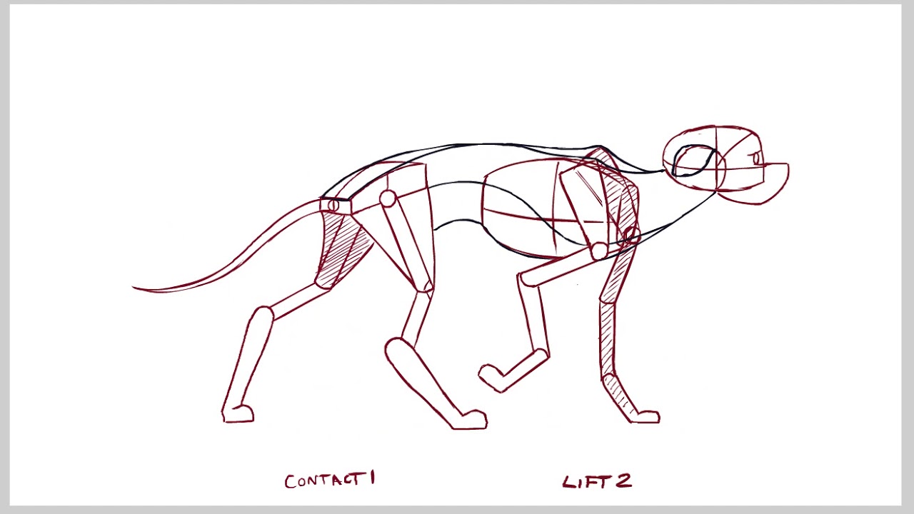 Quadruped Animation WalkCycle-1 Aug19 Keys - YouTube