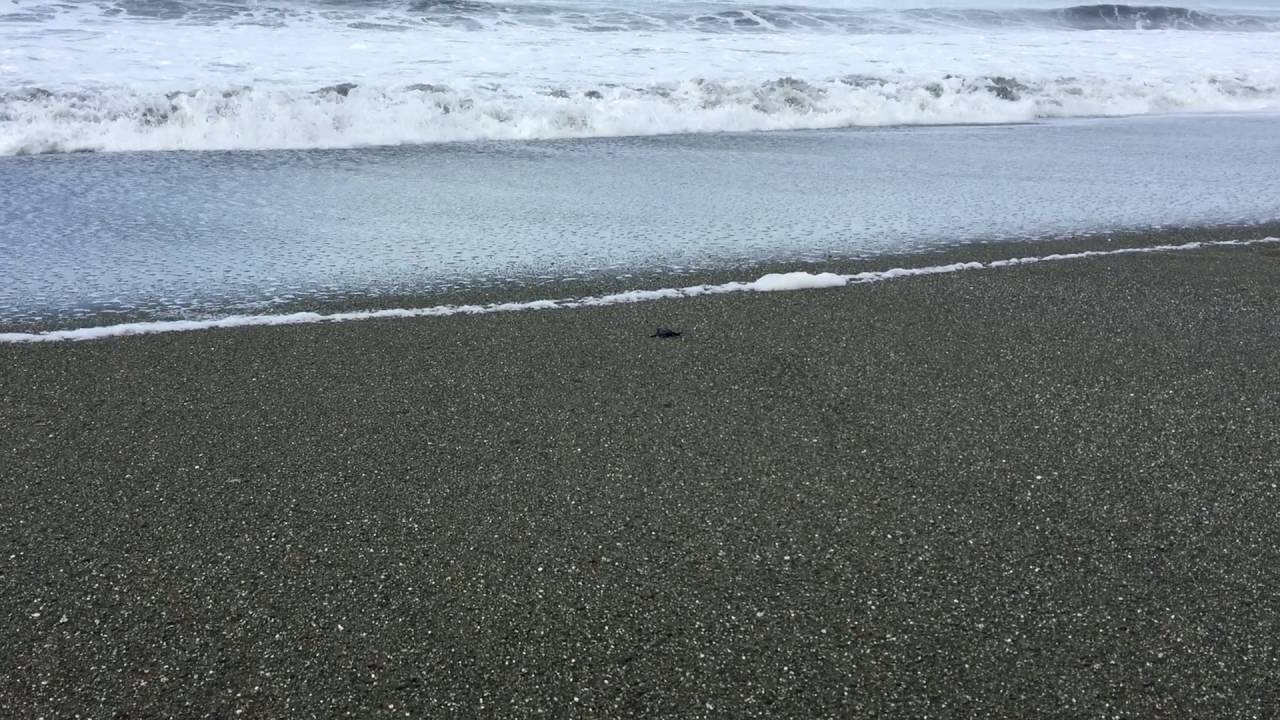 Costa Rica Lapa Rios Sea Turtle #1 - YouTube