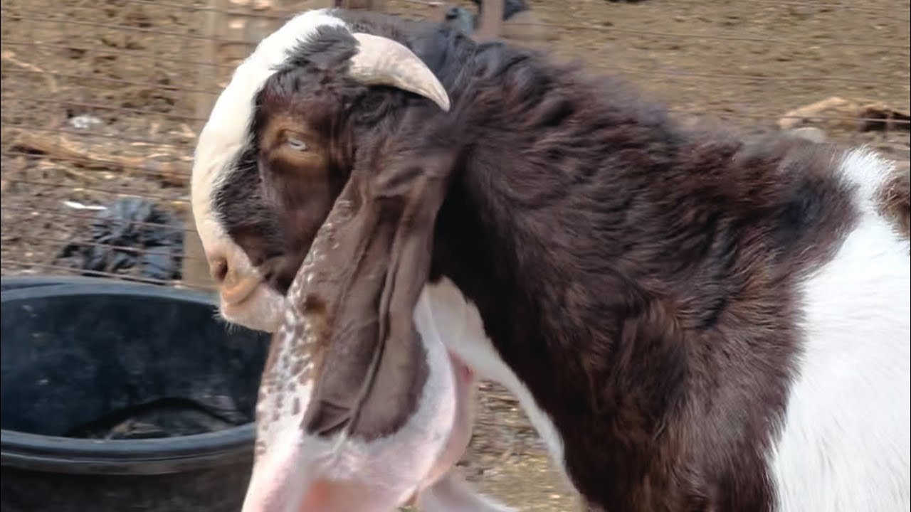 Hyderabadi Bakra for sale Saddam Bhai contact no 7004484685 - YouTube