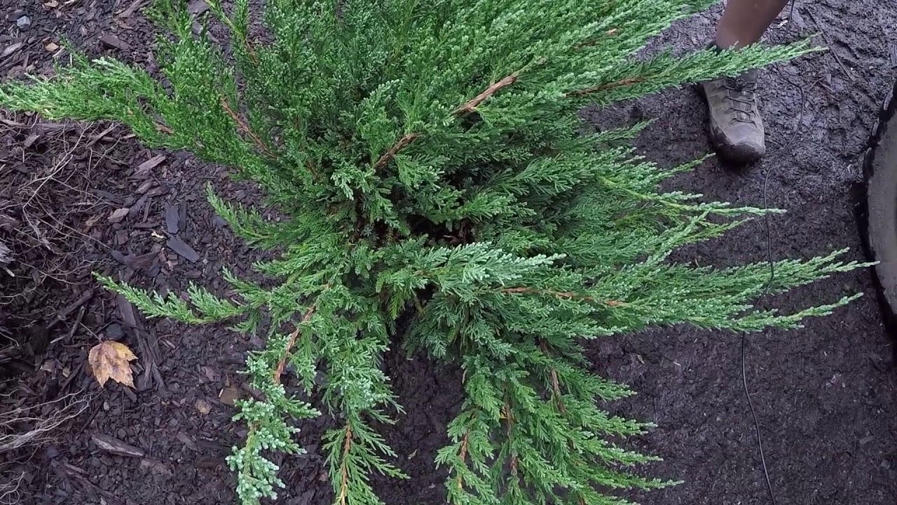 #TreeTipTuesday - Juniperus squamata 'Parsonii' Parson's Juniper - YouTube