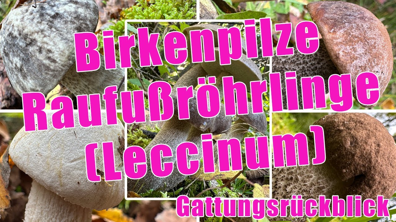 Birkenpilze & Raufußröhrlinge bestimmen | Pappelraufuß, Birkenpilz ...