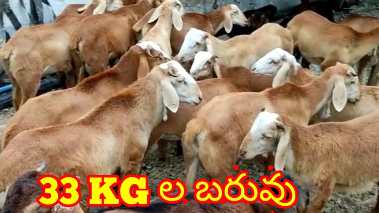 Pottelu sheep rams 9381825594 - YouTube