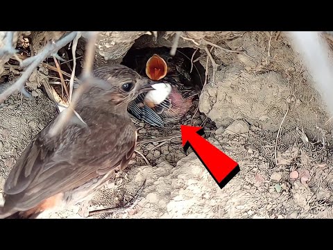 Familiar chat bird baby is ready to fly || Animals and Birds - YouTube