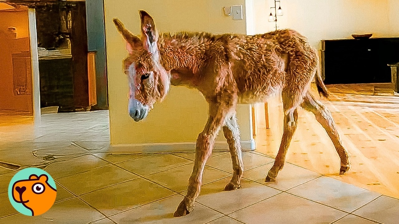 Donkey Moves Into Woman's House To Drink From The Sink! | Cuddle ...