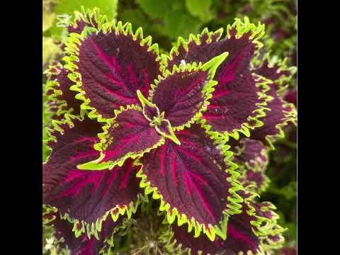 Yaprak Güzeli Tohumu  Kolyos Çiçeği  Coleus  Ballıbabagiller ailesindendirçiçekbakımı#keşfet#flowers