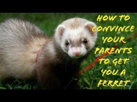 How to convince your parents to get you a ferret - YouTube