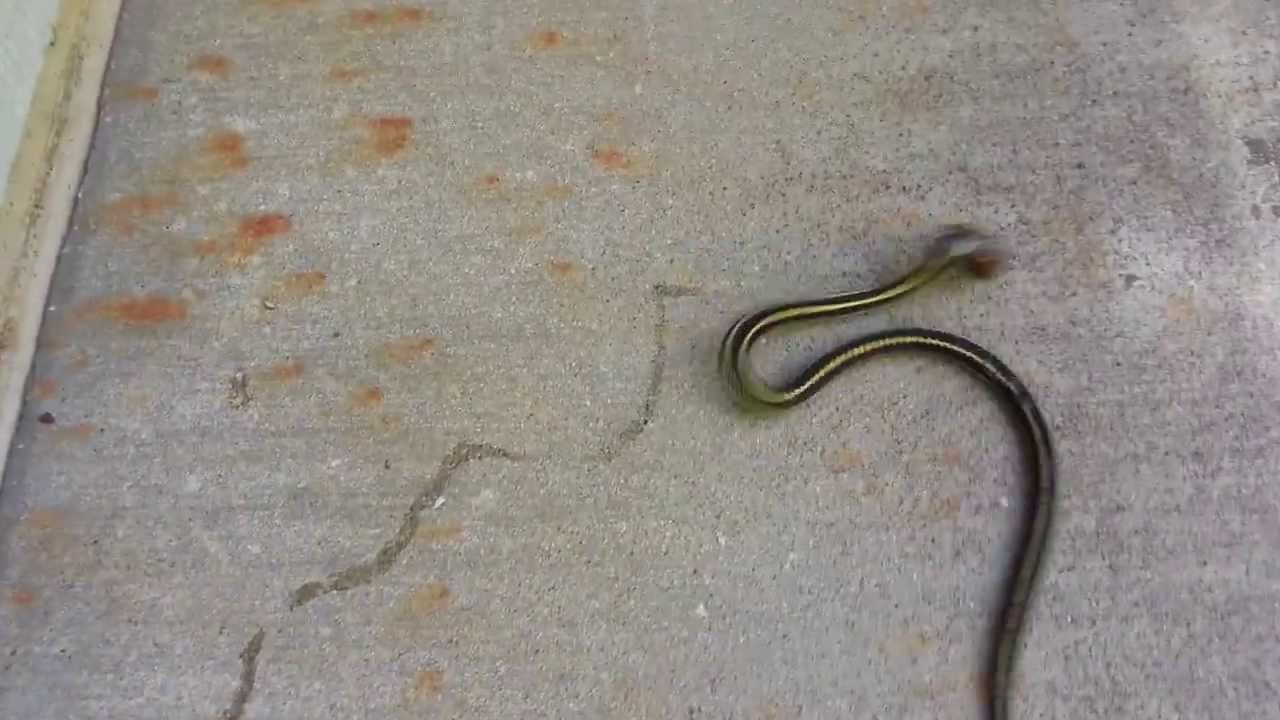 Garden Snake Eats Slug - YouTube