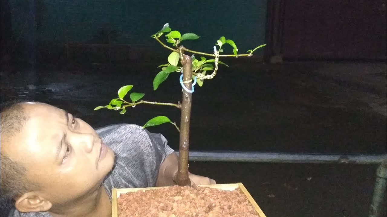 Cara Unik Membuat Bonsai 6 | Beringin Iprik - YouTube