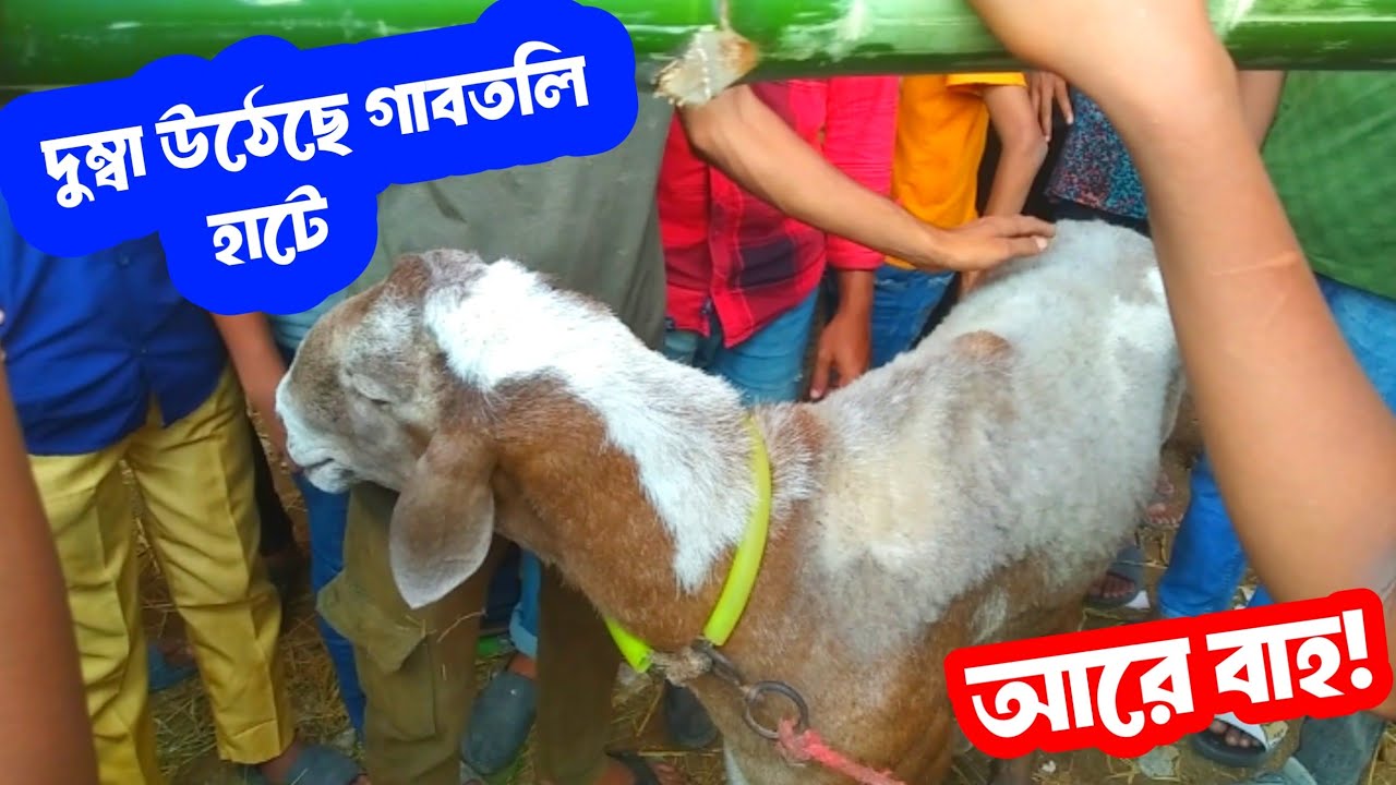 ২০২৪ কুরবানির ঈদে দুম্বা উঠেছে গাবতলি হাটে। Dumba price. - YouTube