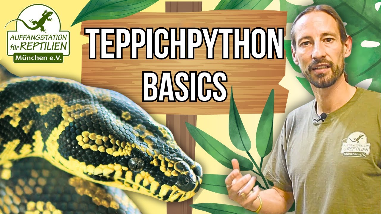 Teppichpython - Haltung und Pflege - YouTube