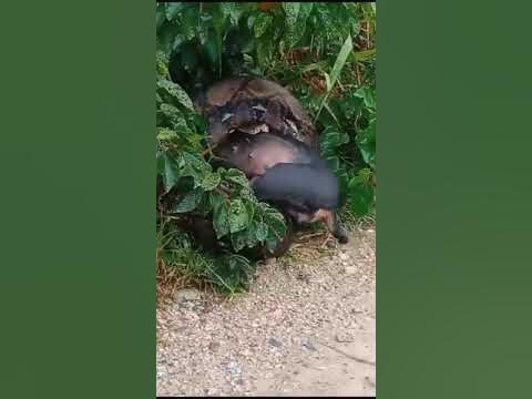 Python Vore - Snake Eats Dog - YouTube