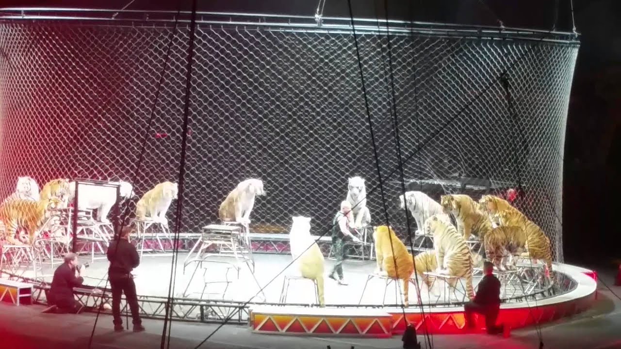 Tiger Ringling Bros circus - YouTube