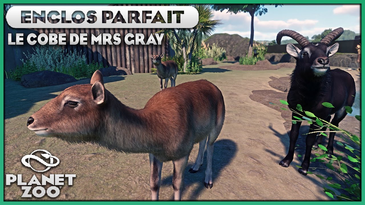 Le Cobe de Mrs Gray | LES ENCLOS PARFAITS : EPISODE 84 | PLANET ZOO ...