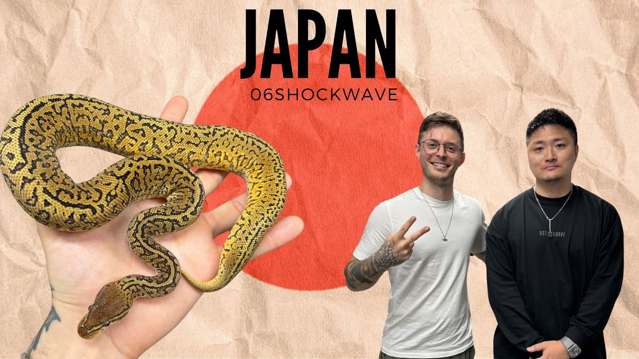 Crazy Japanese Ball Python Breeder and Store!! Japan is BLOOMING - YouTube