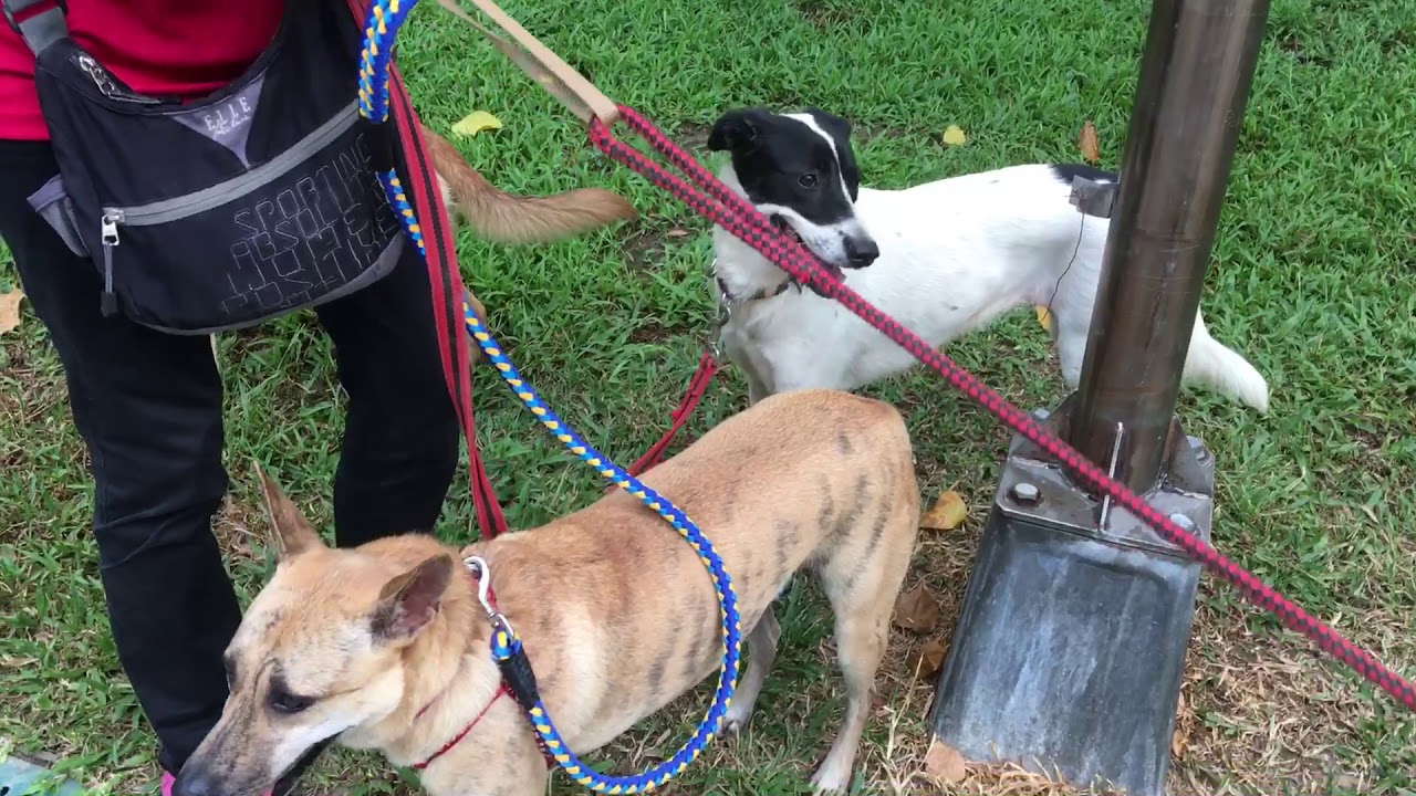 Bom Bom and Aniky are good with dogs - YouTube